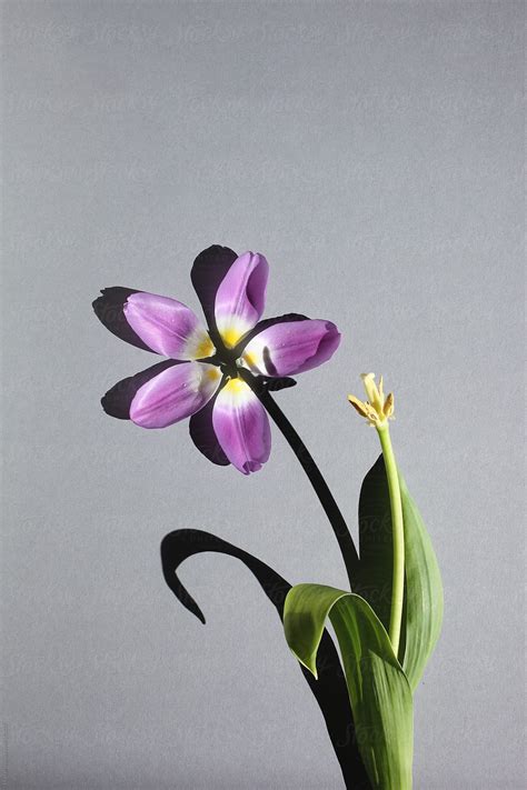 Reconstructed Tulip By Stocksy Contributor Marcel Stocksy