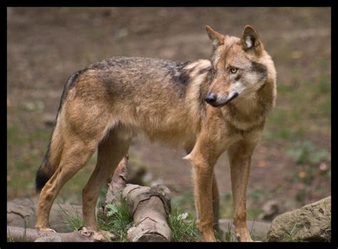 Canis Lupus By Wodenswolf On Deviantart