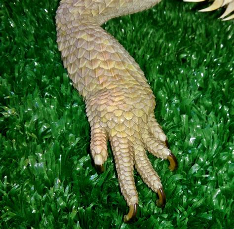 Bearded Dragon Care Bearded Dragon Health And Diseases Page