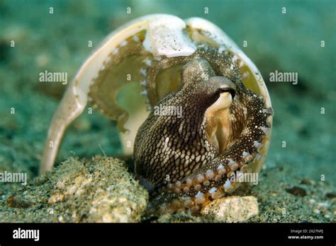 Coconut Octopus Amphioctopus Marginatus Aka Veined Octopus