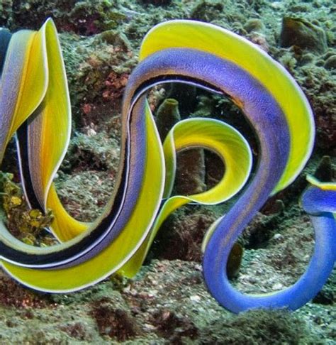 Berita Hewan Melata Di Laut Terbaru Hari Ini Bobo