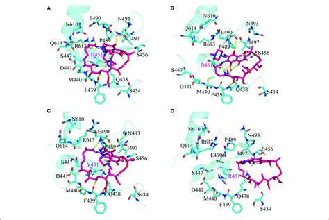 Three Dimensional Representation For The Binding Mode Of Rifampicin Download Scientific
