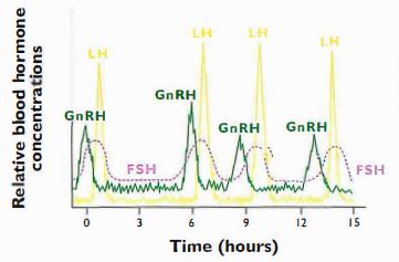Repro Unit Male Flashcards Quizlet