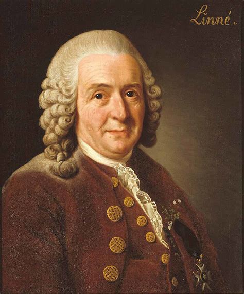 Who Was Carl Linnaeus Life Works And Legacy Thecollector