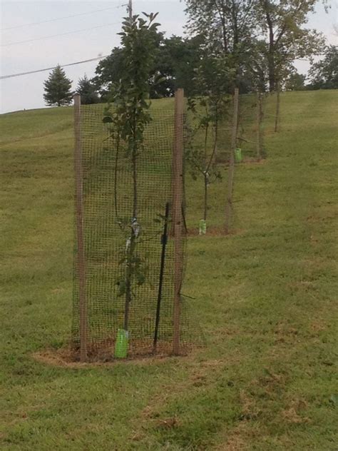 How To Protect Young Pine Trees From Deer At Bill Henson Blog