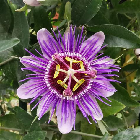 Img20221111092213 Passiflore Passion Flower Soundclo Flickr