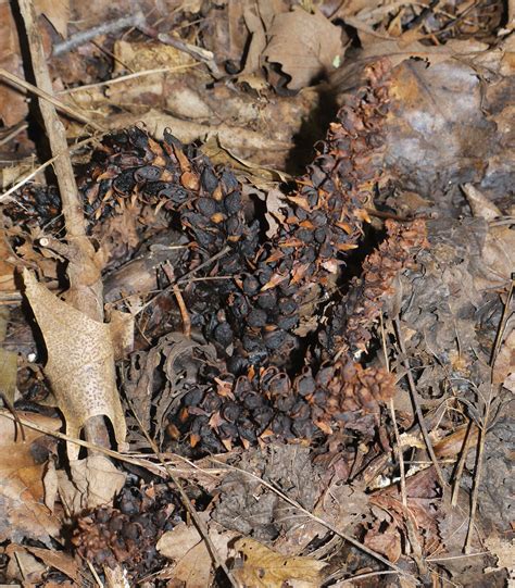 Squaw Root Identify That Plant
