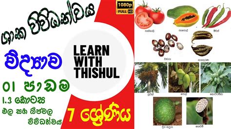 Science Grade 07 Science Lesson 01 ශාක විවිධත්වය ඵල සහ බීජවල විවිධත්වය Clear Explanation