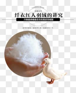 鸭绒图片素材 免费鸭绒PNG设计图片大全 图精灵