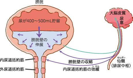 排尿のしくみ 排尿について 排尿お悩み相談室