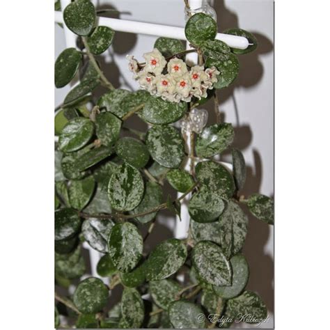 Hoya 'Mathilde' splash leaves - HOYAPASSION