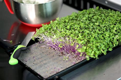 Reusable Microgreen Grow Medium Microgreen Grow Mat Etsy Australia