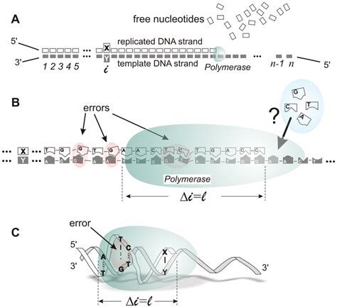 Sketch Of Dna Replication A Variables Parameters And Sequence