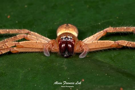 Genus Olios - Biodiversity (Singapore)