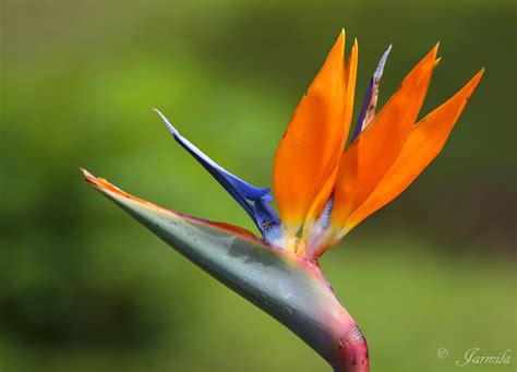 Strelitzia reginae | JuzaPhoto