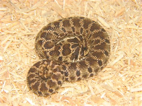 Mexican Hognose Snakes Aussie Pythons Snakes Forum