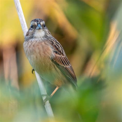 野鳥 Ch460546 写真共有 Goo Blog「フォトチャンネル」