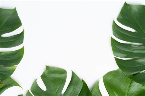 격리 다크 그린 몬스터 큰 잎 필로덴드론 열대 단풍 식물 은 평평한 평신도 여름 녹지 잎 질감 열대 우림 꽃에 대한 클리핑 경로 개념흰색 배경에 야생에서 성장 0명에 대한