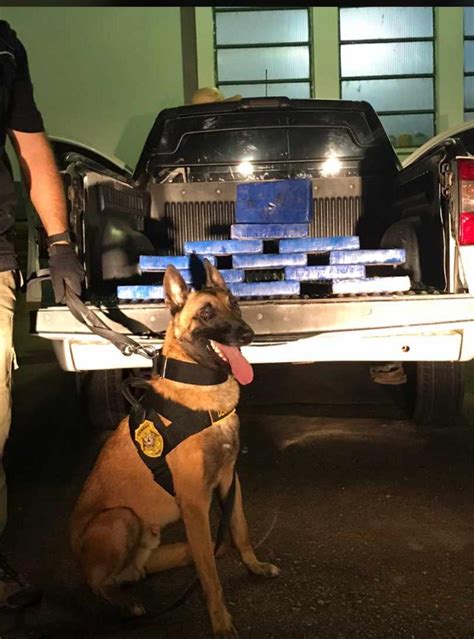 Cão farejador encontra 12 quilos de cocaína escondidos dentro de carro