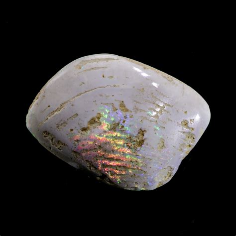 Opalized Clam Fossil Coober Pedy South Australia Australia
