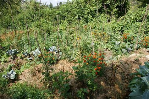 Зеленчуци без поливане Български Фермер