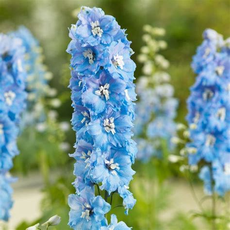 Ridderspoor Delphinium Plantengids Intratuin