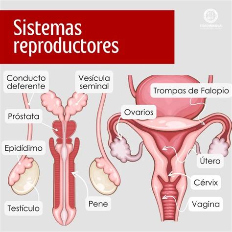 Sistemas Del Cuerpo Humano Para La Escuela Secundaria