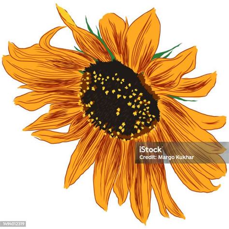 나뭇잎과 해바라기 꽃입니다 밝고 다채로운 예술적 손으로 꽃 그림을 그립니다 손으로 그린 색상 요소입니다 흰색으로 분리된 벡터 그림입니다 가을에 대한 스톡 벡터 아트 및 기타
