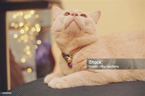 주황색 고양이는 주인에 의해 애자만하는 동안 귀여운 얼굴에 넣어 가축에 대한 스톡 사진 및 기타 이미지 가축 고양이 새끼 고양이 울음소리 Istock