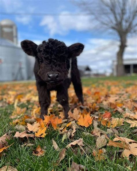 Available Highlands Gimenezminihighlandcows