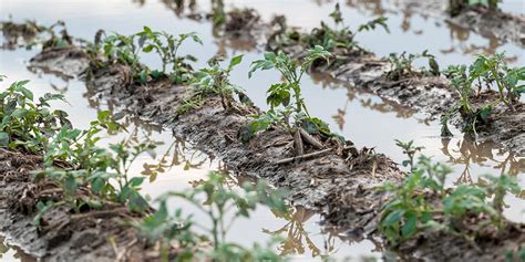 Agriculture Department Maharashtra Coderize Empowering Your