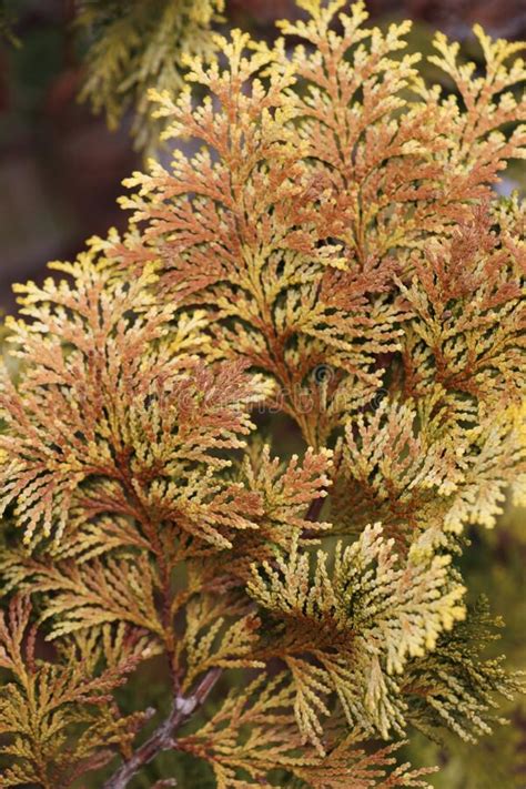 hinoki cypress after freeze stock image image of orientation leaf