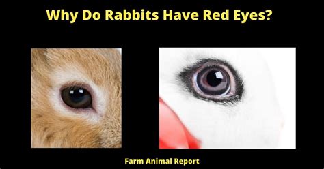 7 Clear Reasons Why Do Rabbits Have Red Eyes
