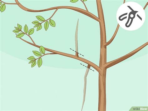 How To Prune Apple Trees Timing Process Explained