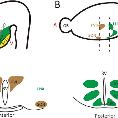 Pdf The Paraventricular Nucleus Of The Hypothalamus Development Function And Human Diseases