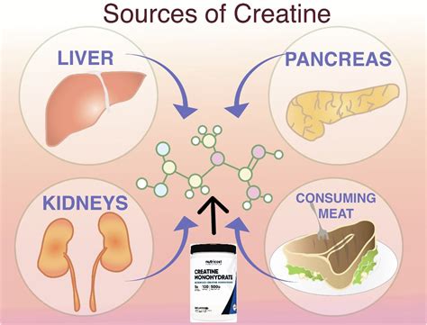 CREATINE 101 What is it? What does it do? Should you take it? What form ...