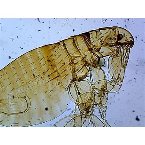 Fleas Under A Microscope