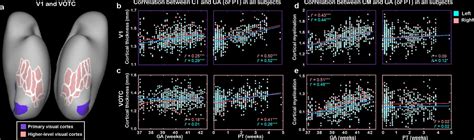 Development Of Visual Cortex In Human Neonates Is Selectively Modified