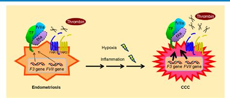Figure 1 From Tissue Factor Factor Vii Complex As A Key Regulator Of Ovarian Cancer Phenotypes