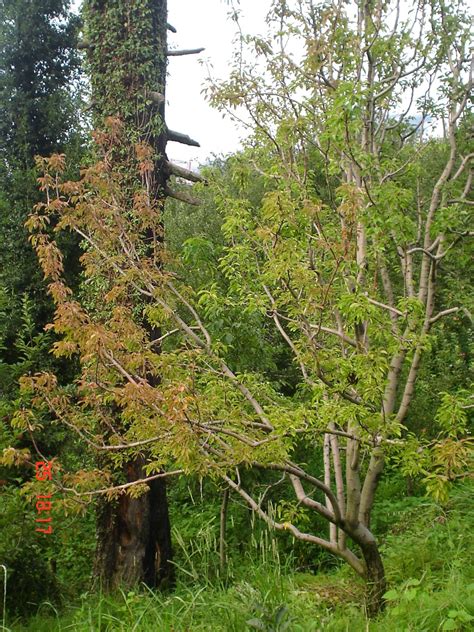 Farmers Club Apple Tree Diseases White Root Rot
