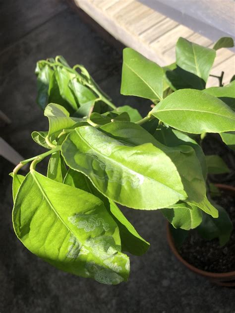 Dwarf Meyer Lemon Tree In The Ask A Question Forum