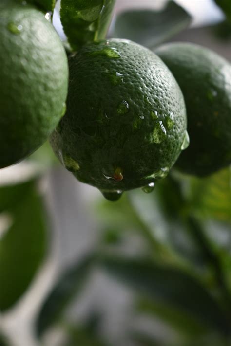 Lemon Hijau Buah Foto Gratis Di Pixabay Pixabay