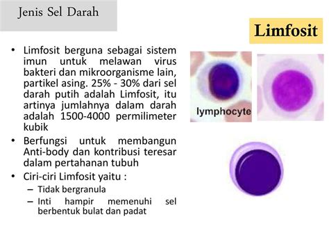 Rangkuman Praktikum Hematologi Ppt Download