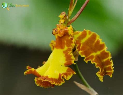 Butterfly Orchid Flower Platanthera Bifolia Platanthera Chlorantha
