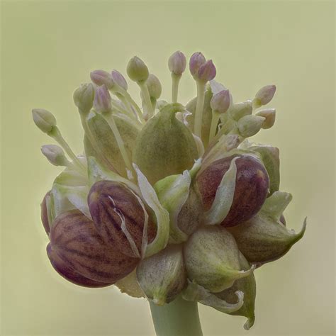 Allium Sativum Jardinería Botanica Flores