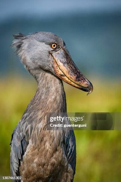 African Shoebill Photos And Premium High Res Pictures Getty Images