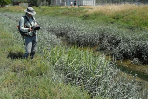 Invasive Spartina Project California Invasive Plant Council