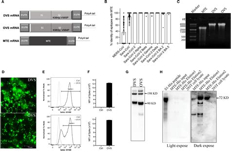 Frontiers Design And Preclinical Evaluation Of A Universal Sars Cov 2