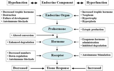 Endocrine Hyperactivity Endocrine Hyperactivity