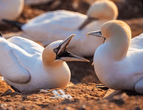 Multi Screen Management System Taa